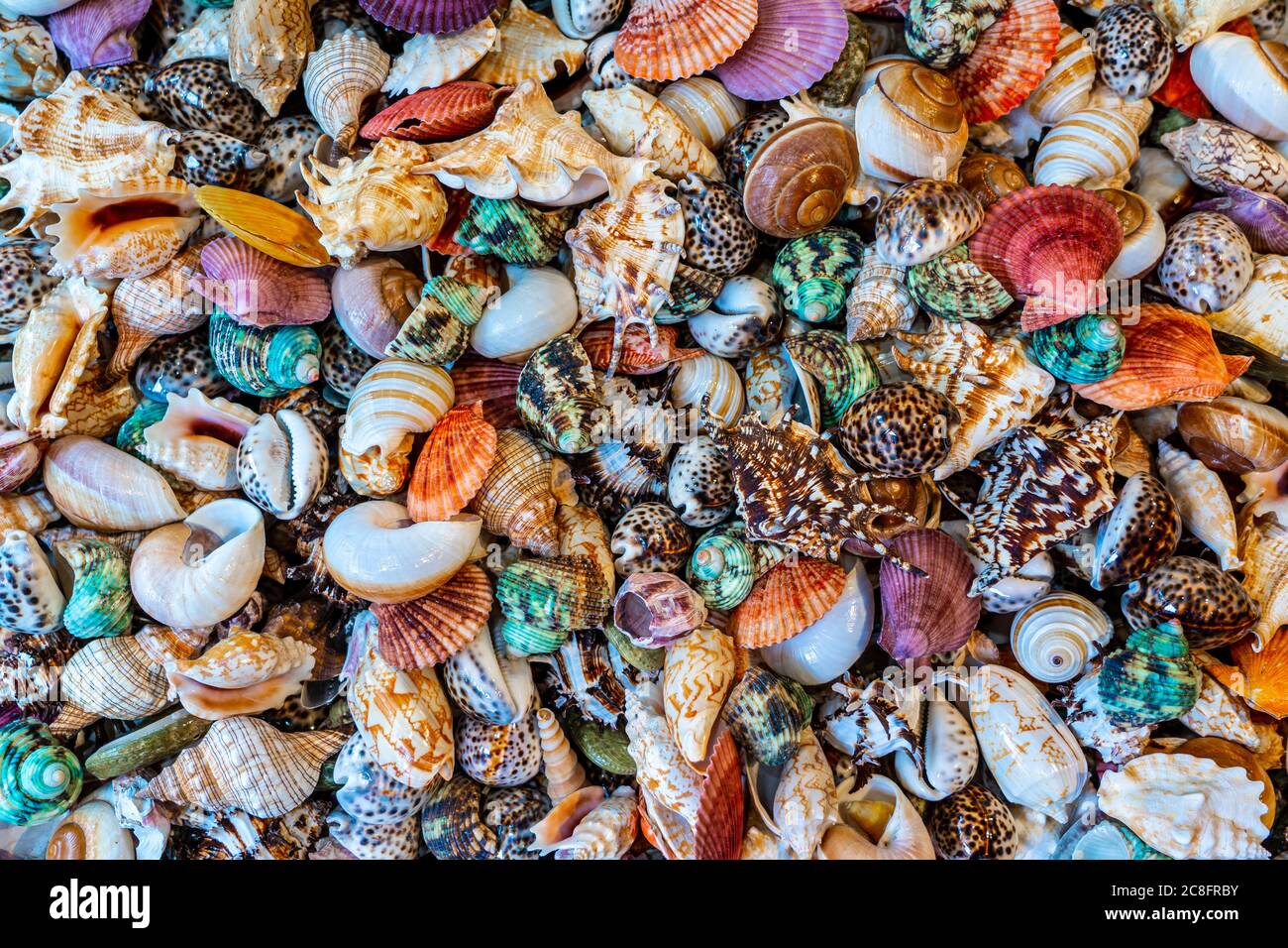 Sea assorted colorful shells background texture Stock Photo - Alamy