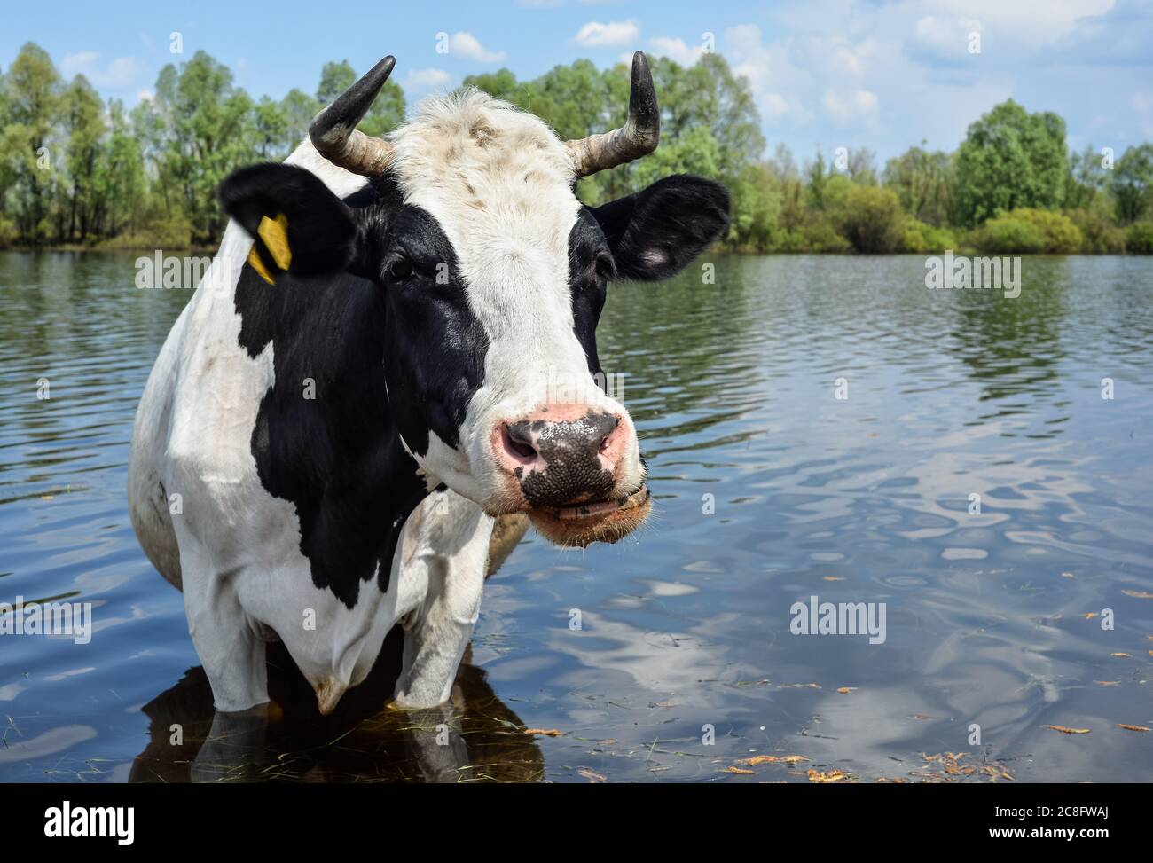 Cow drinking water near spring pasture. Black and white funny cow on a ...