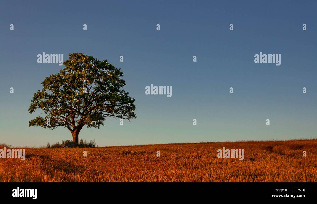 Single oak tree growing in a wheat field on a sunny day Stock Photo - Alamy