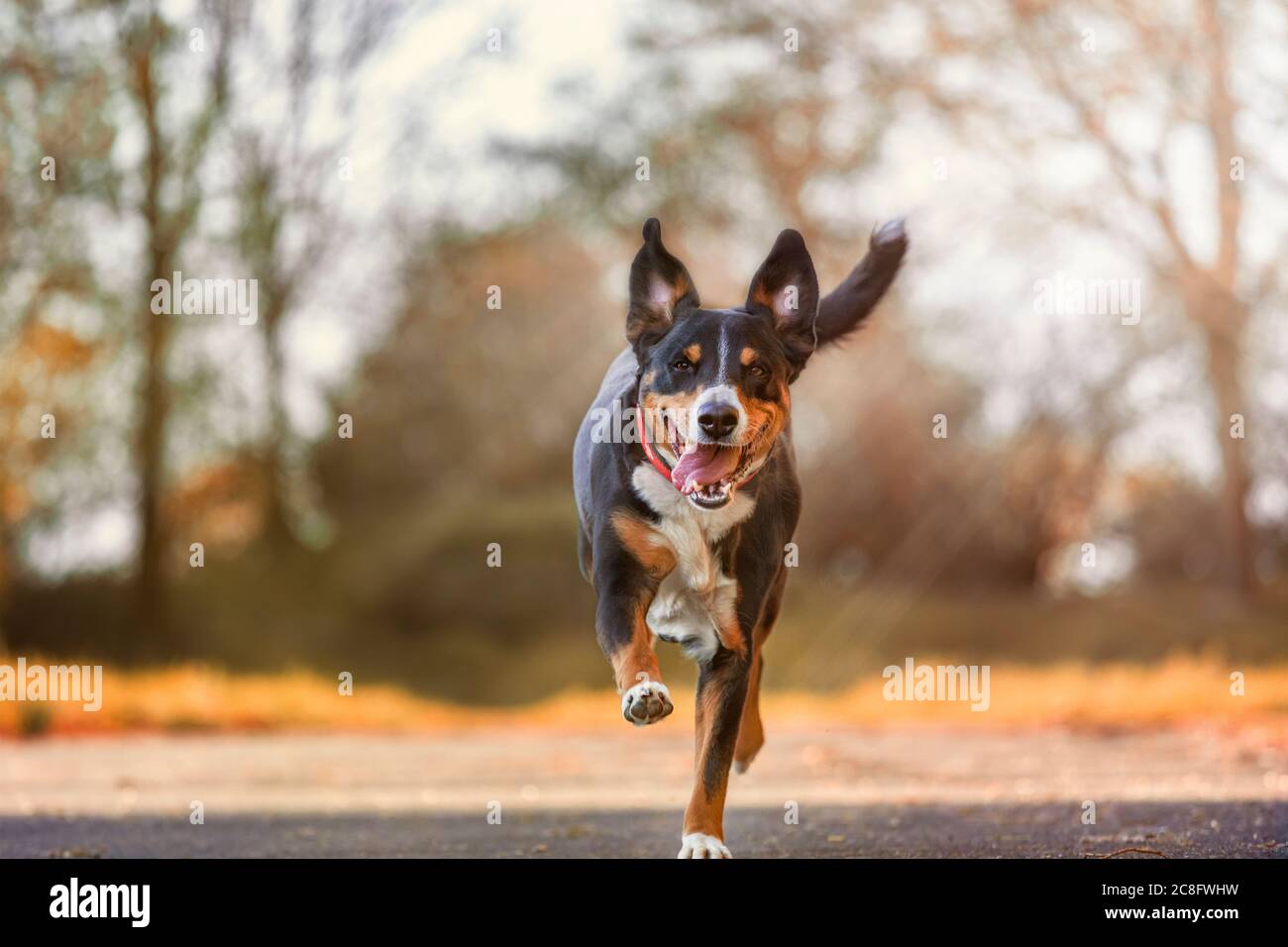 Fast moving animal hi-res stock photography and images - Alamy