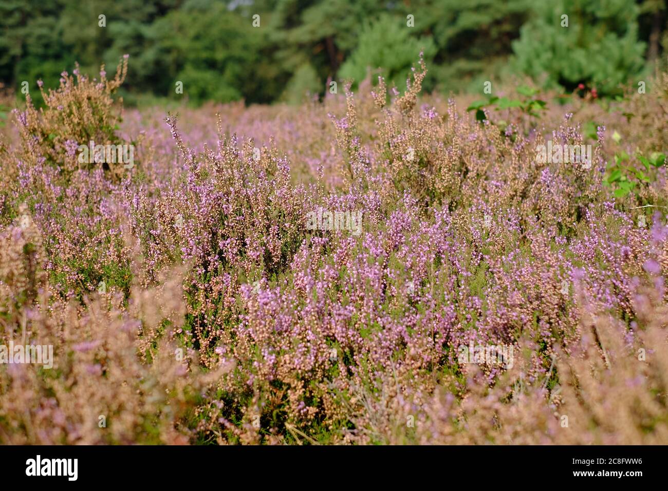 Heath moorland hi-res stock photography and images - Alamy