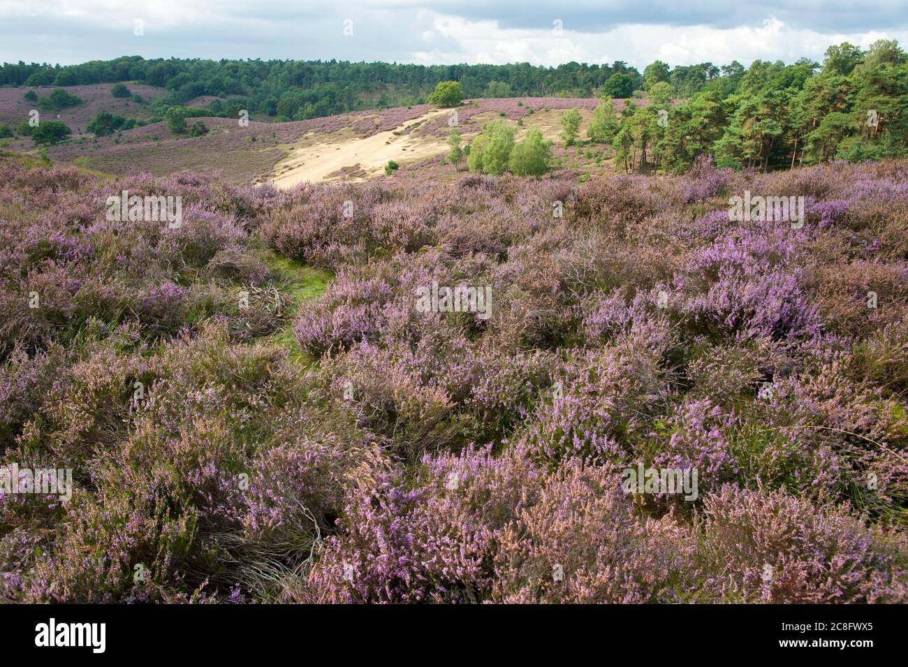 Moorland flora hi-res stock photography and images - Alamy