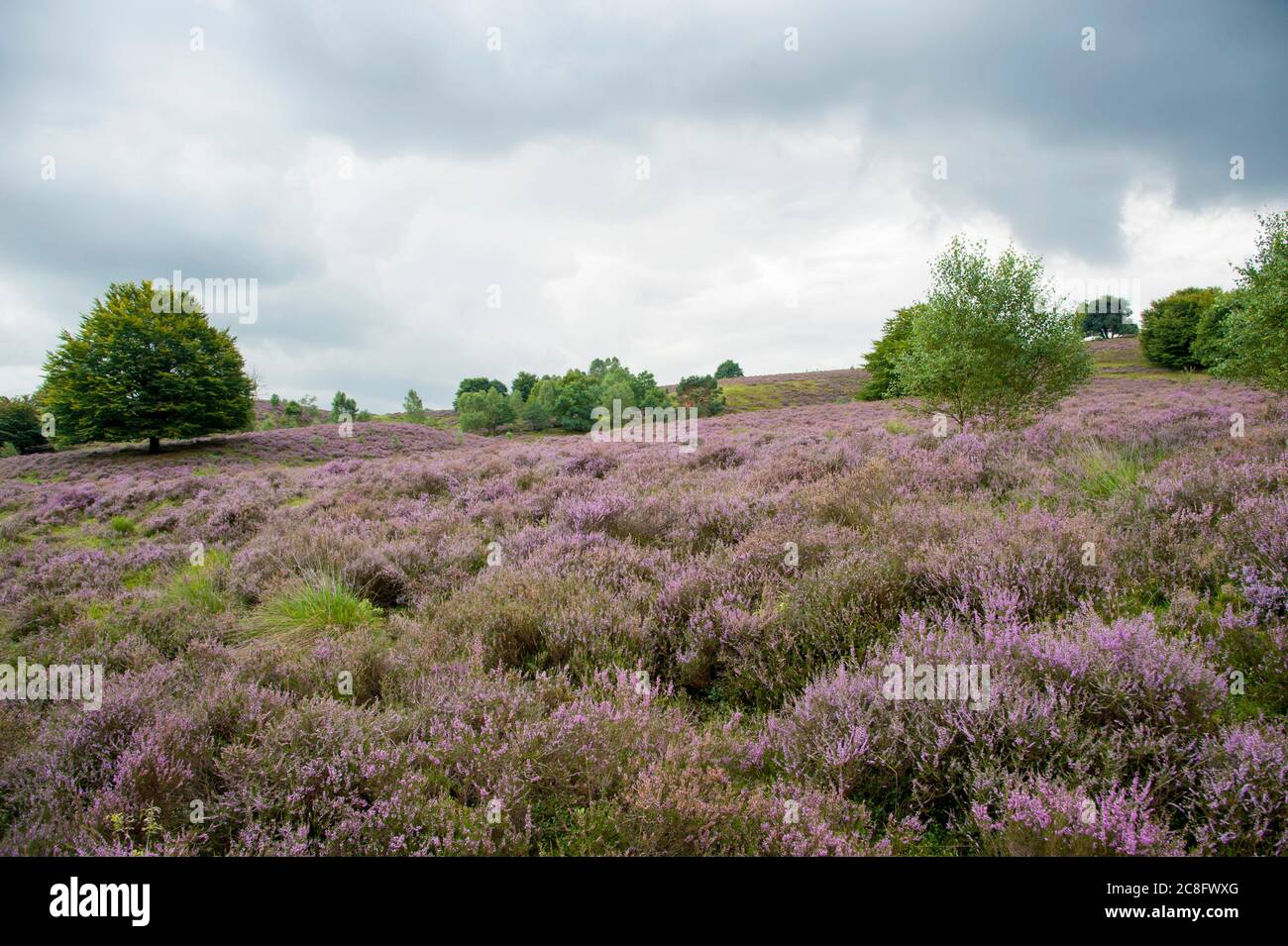 Heath or moorland hi-res stock photography and images - Alamy