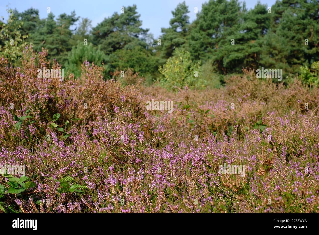 Heathland and moorland hi-res stock photography and images - Alamy