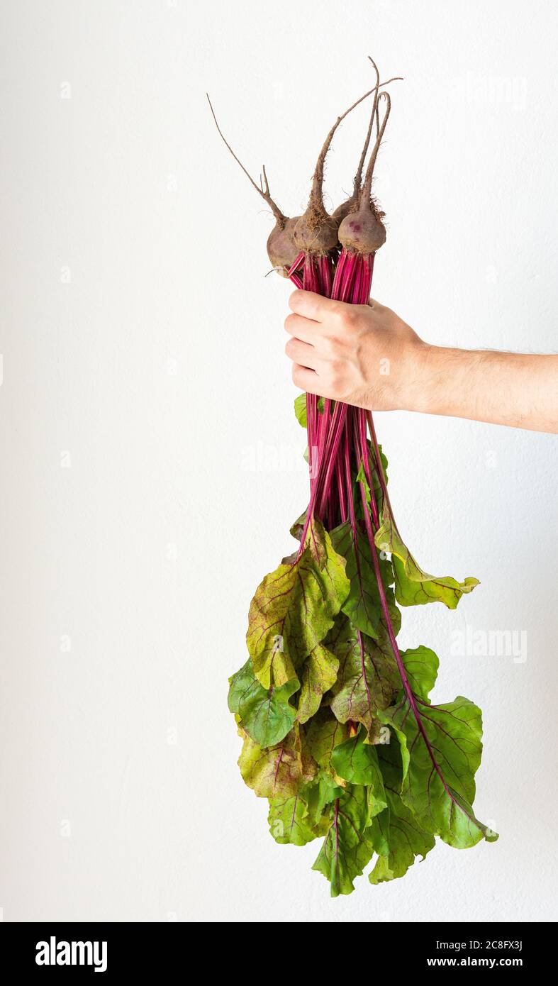 Male hand with beet on a white wall background, farmer holds beet with ...