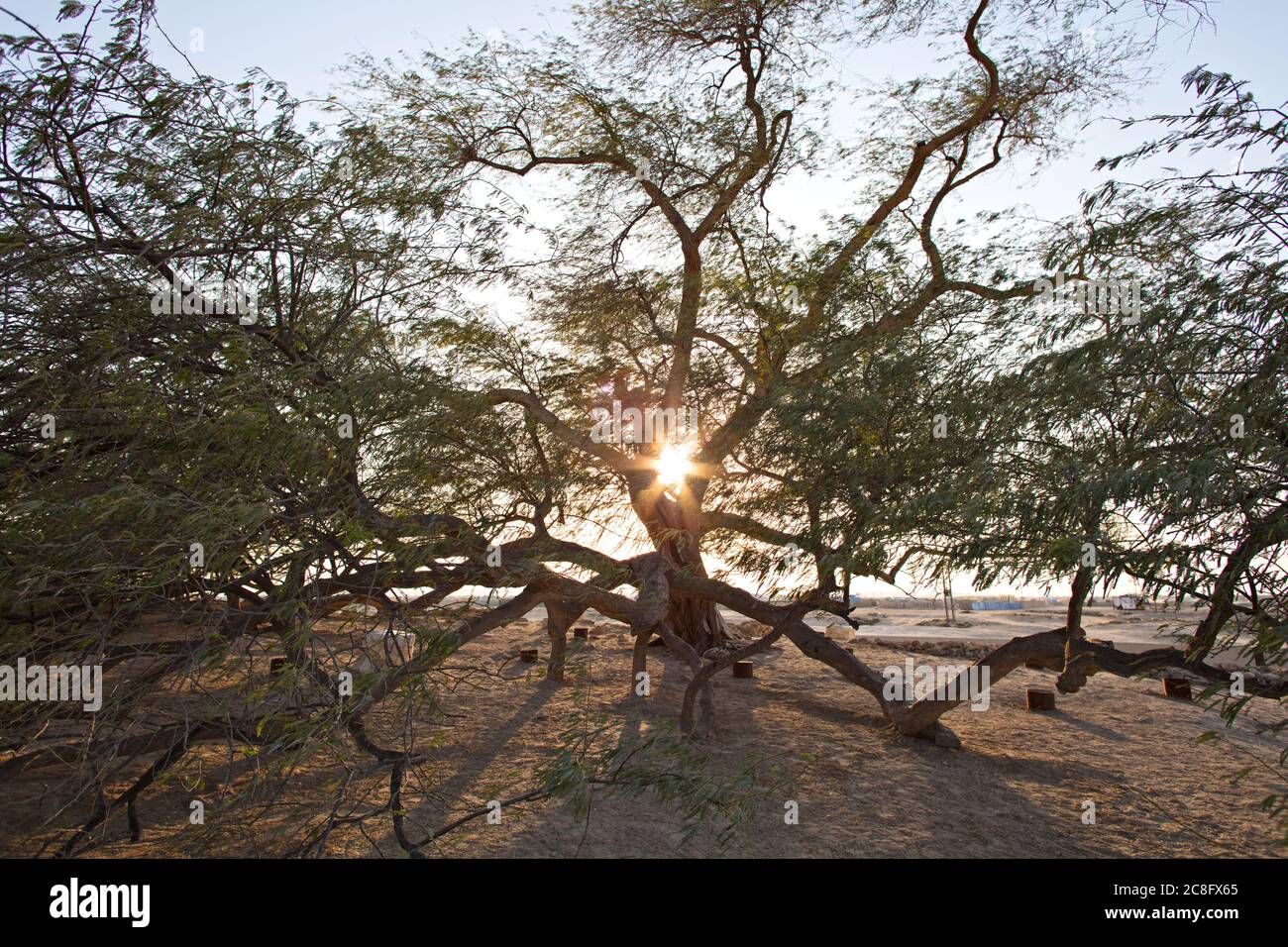 Tree of Life Stock Photo - Alamy