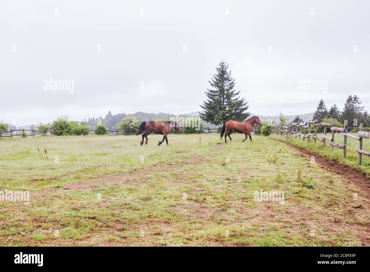 Horse on the ranch, beautiful horses on pasture, eating fresh grass ...