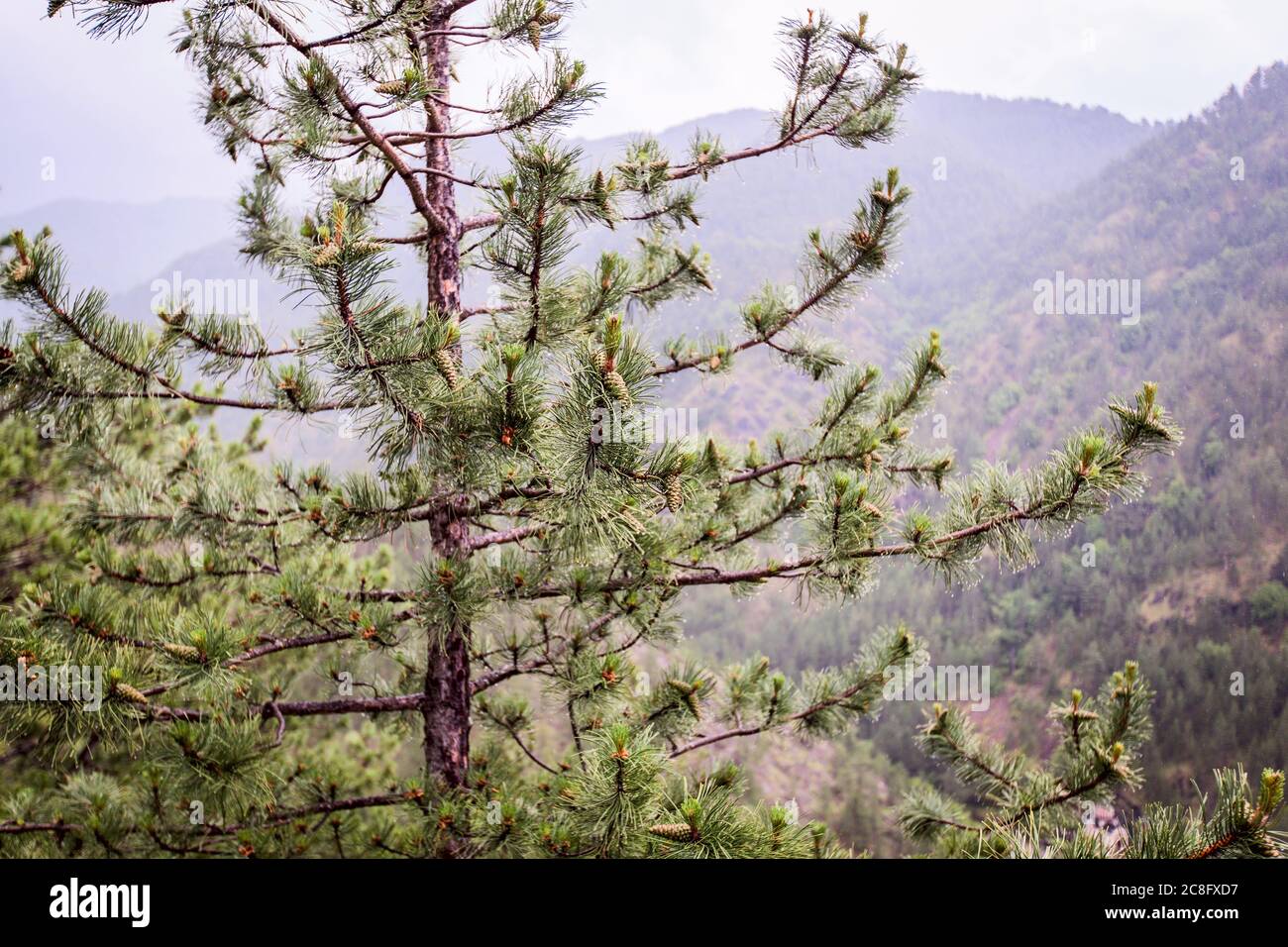 Beautiful nature landscape , summer day, fresh air, amazing view, green ...