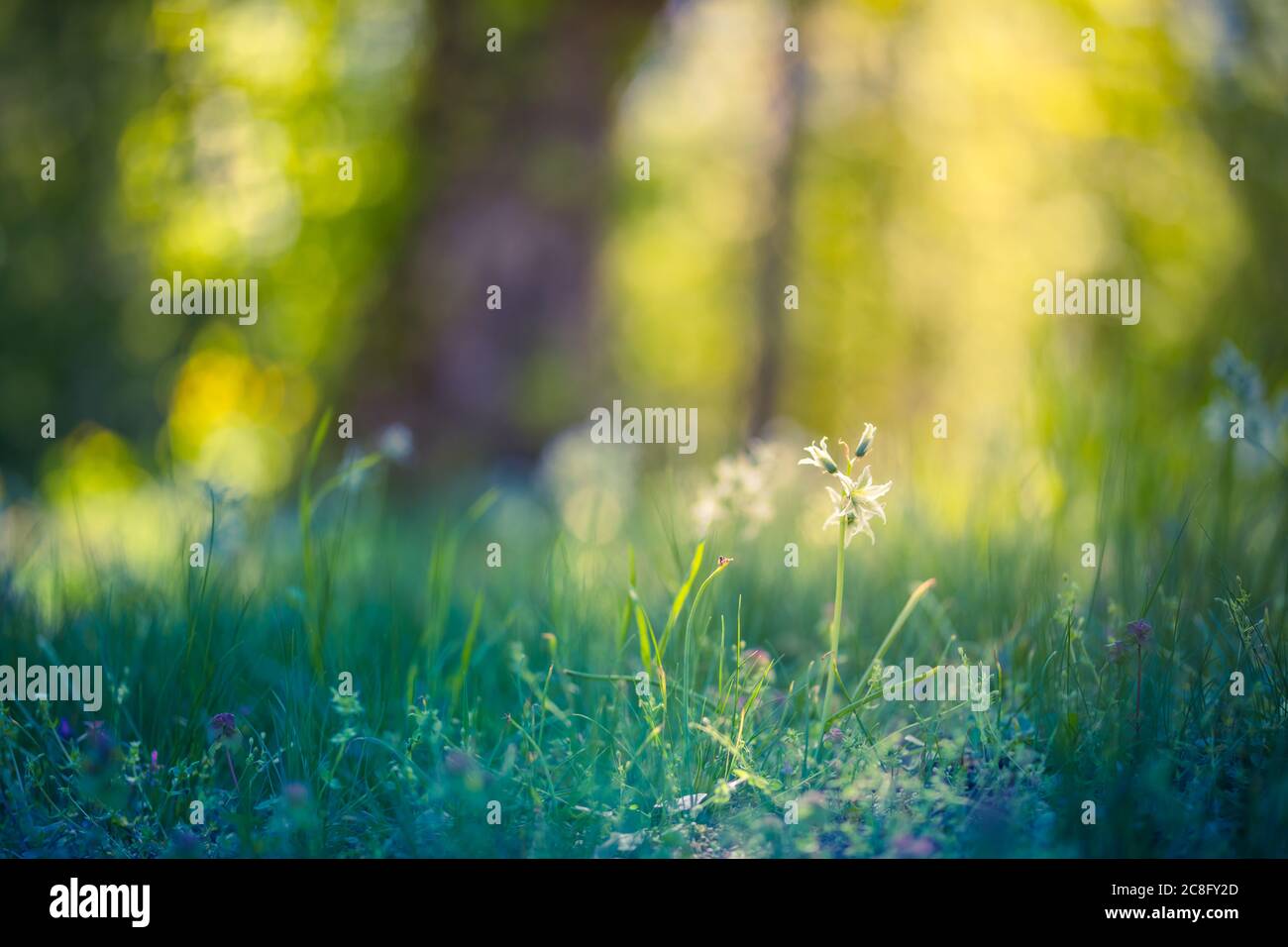 Spring nature closeup. Beautiful spring summer landscape. Green grass ...