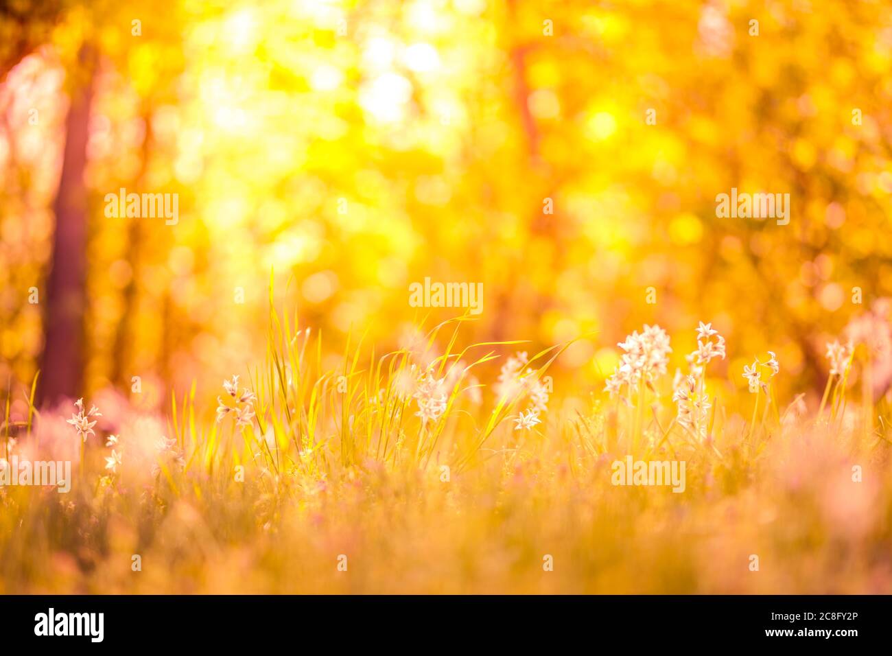 Spring blossoming trees closeup hi-res stock photography and images - Alamy