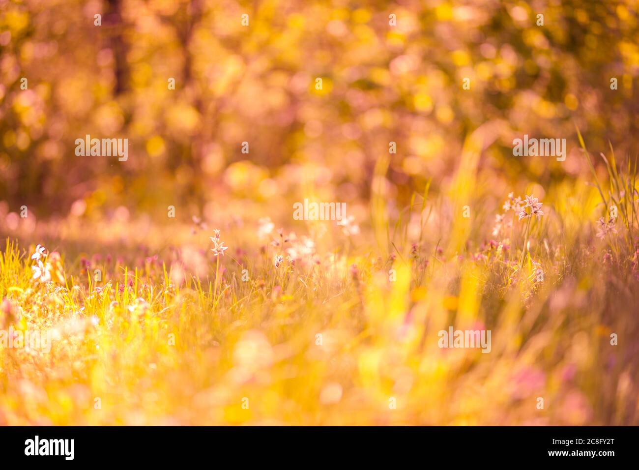 Spring nature closeup. Beautiful spring summer landscape. Green grass ...