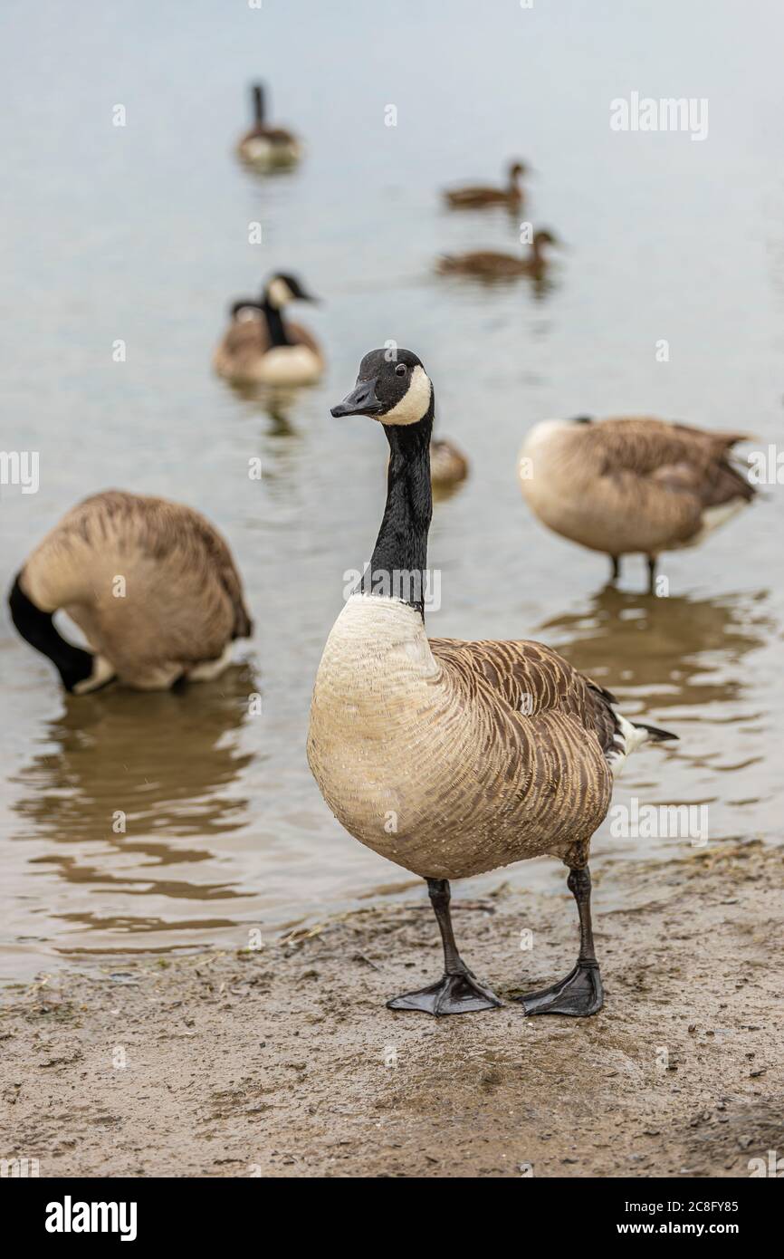 Gander canada hi-res stock photography and images - Alamy
