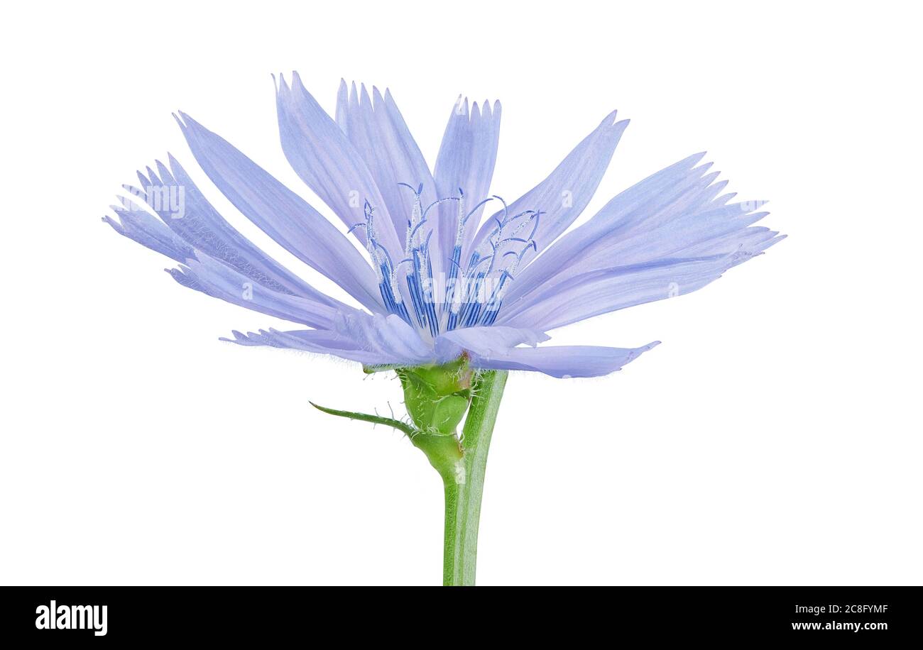 Common chicory flower isolated on white background with clipping path ...
