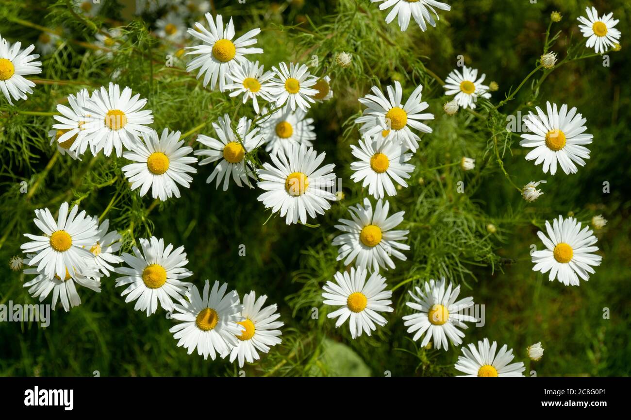 Matricaria recutita white flower yellow hi-res stock photography and ...
