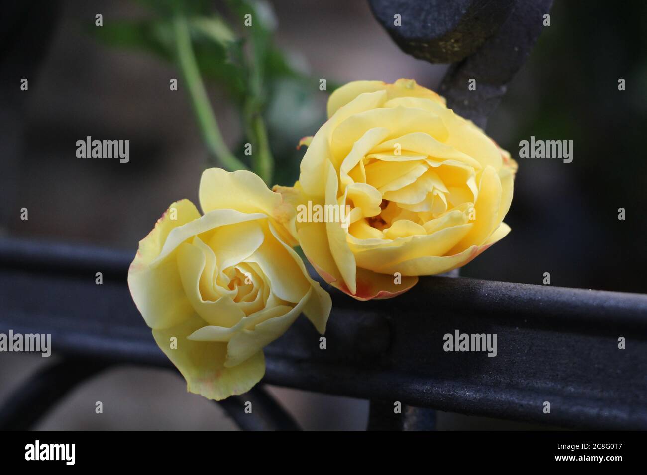 Two yellow roses hi-res stock photography and images - Alamy