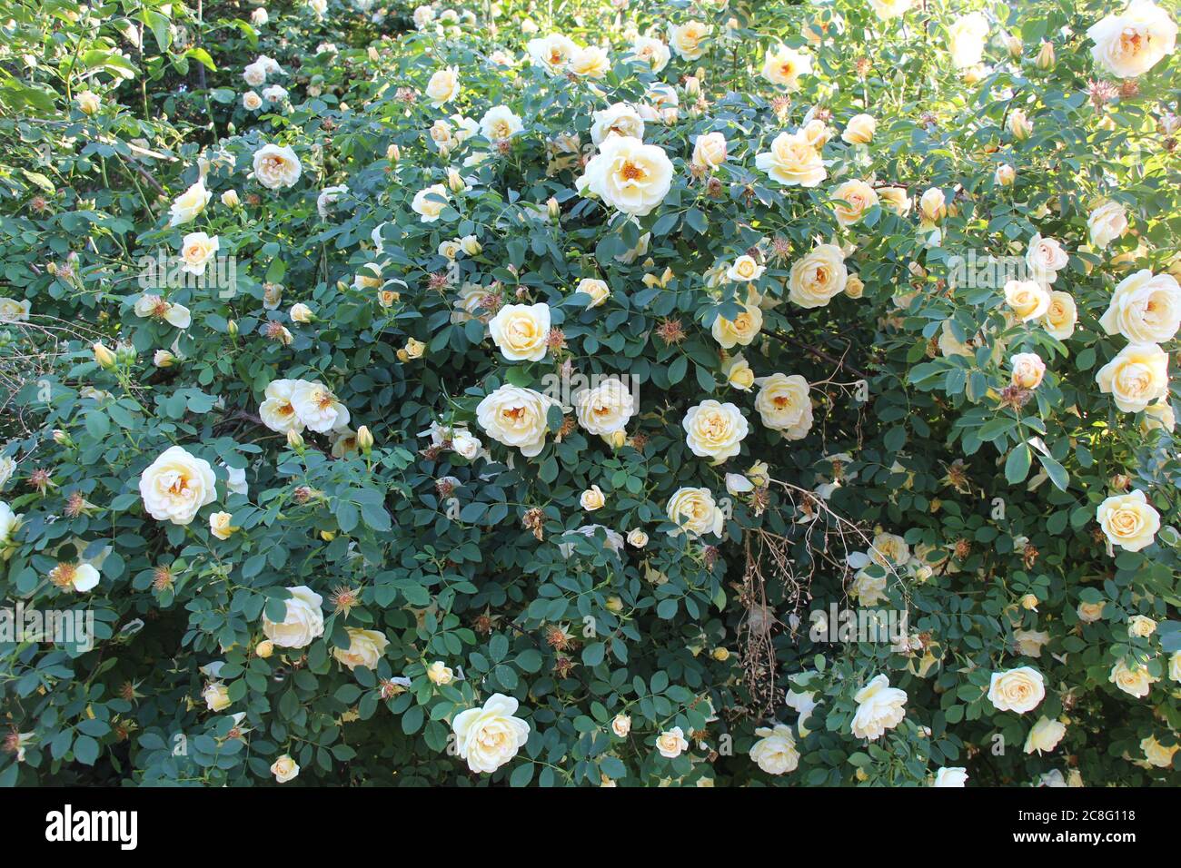 Resources insects hi-res stock photography and images - Alamy