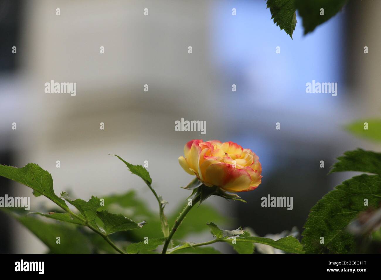 a yellow rose with brightly-coloured edges on its petals - red-orange ...