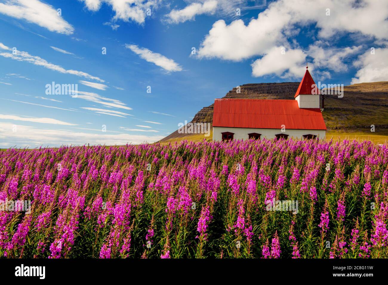 geography / travel, Iceland, Iceland, Lupins create a garden of flowers ...
