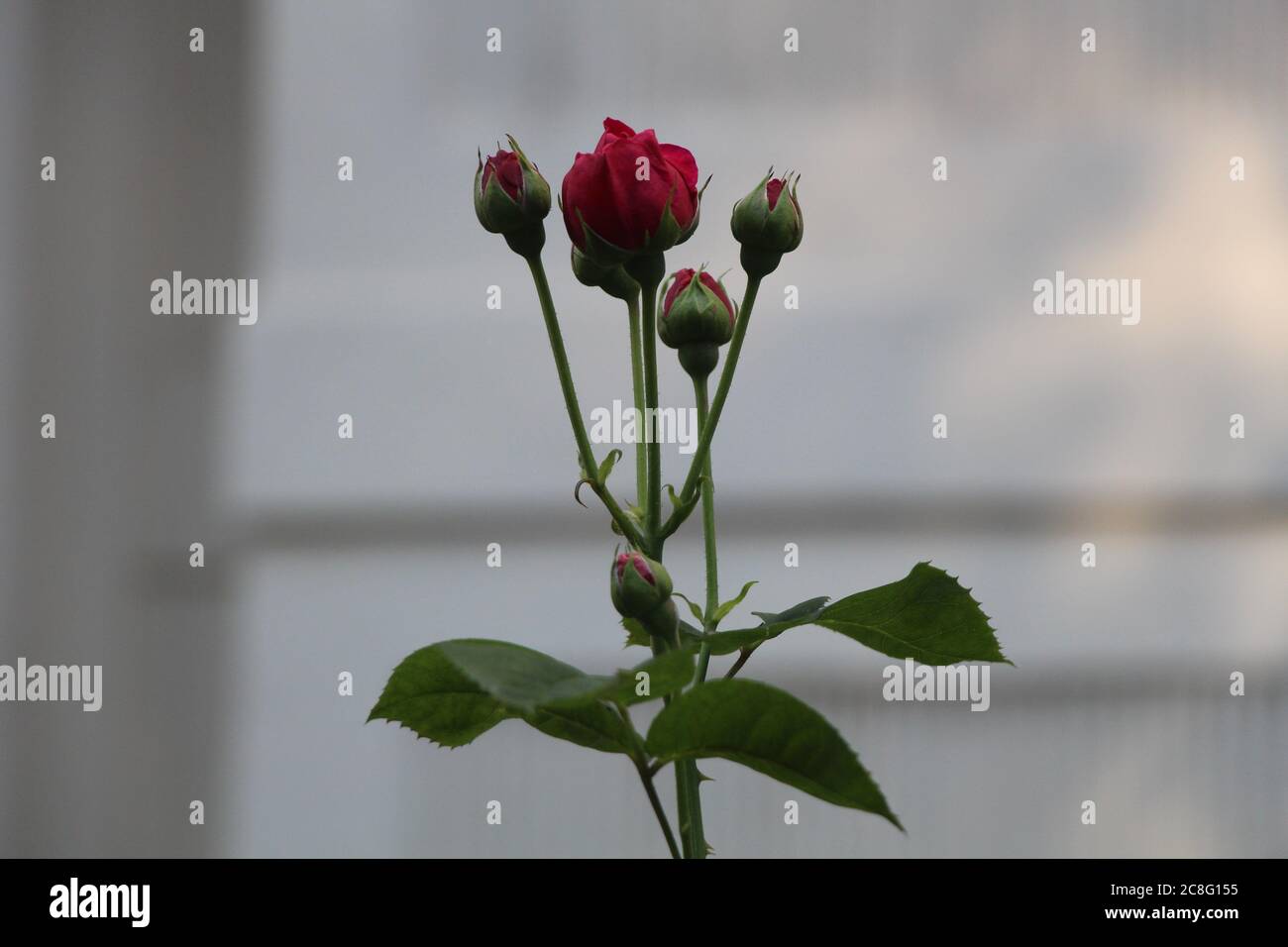 Red roses - there are four rose buds and one small red rose Stock Photo ...