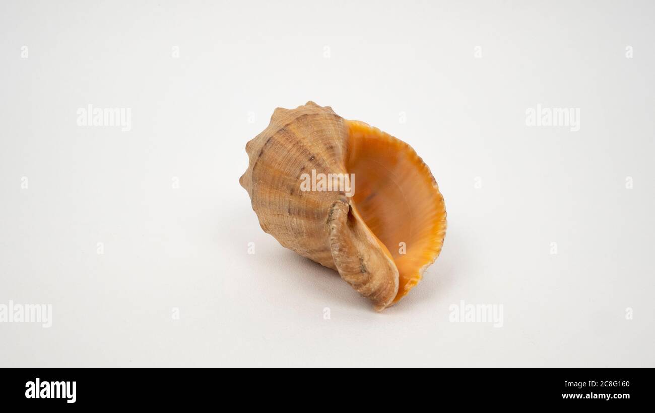Sea shell on white background. Close up seashell, marine life animal ...