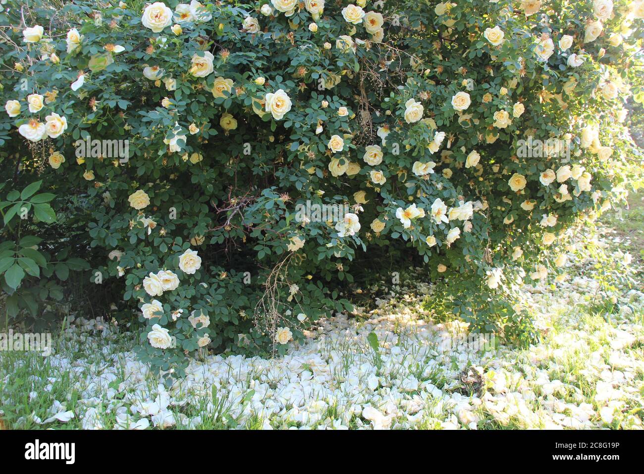 Rose petals withering hi-res stock photography and images - Alamy