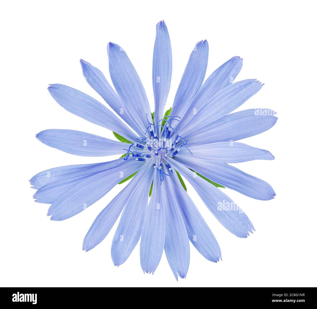 Chicory flower isolated on white background with clipping path Stock ...