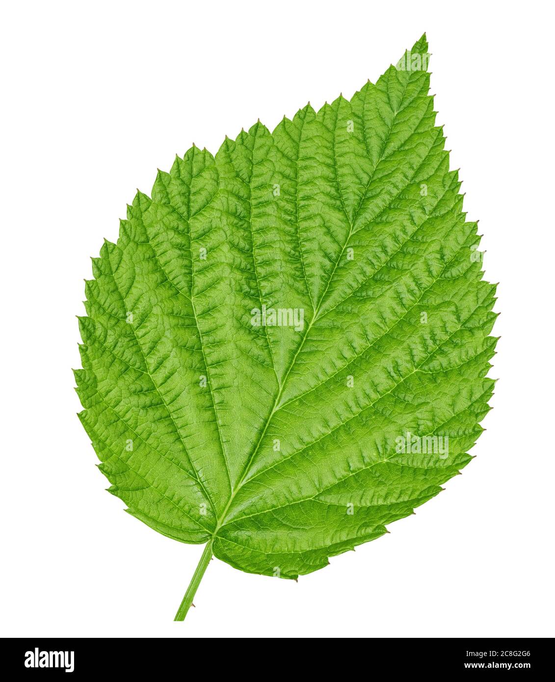 Single green raspberry leaf isolated on white background with clipping ...