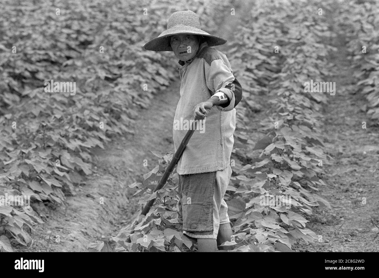 Beijing, China. 30th June, 2020. Chinese farm worker, farmer, working ...