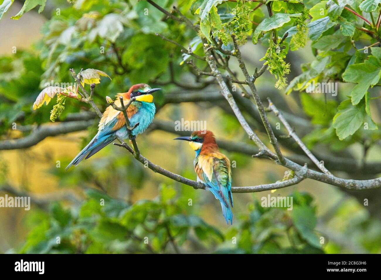 Bee eaters uk hi-res stock photography and images - Alamy