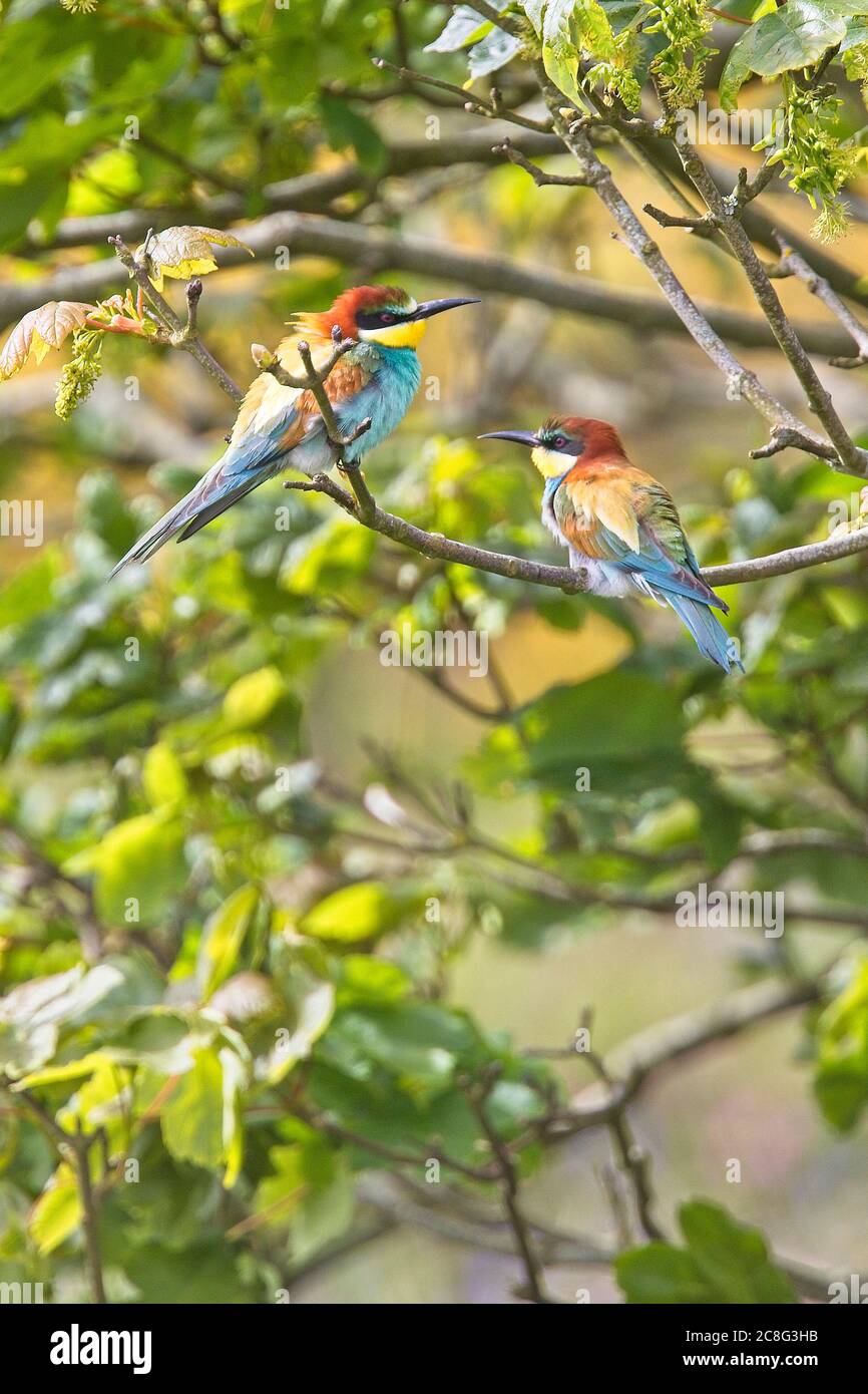 Two European Bee-eaters (Merops apiaster) in a Sycamore tree, Pendeen ...