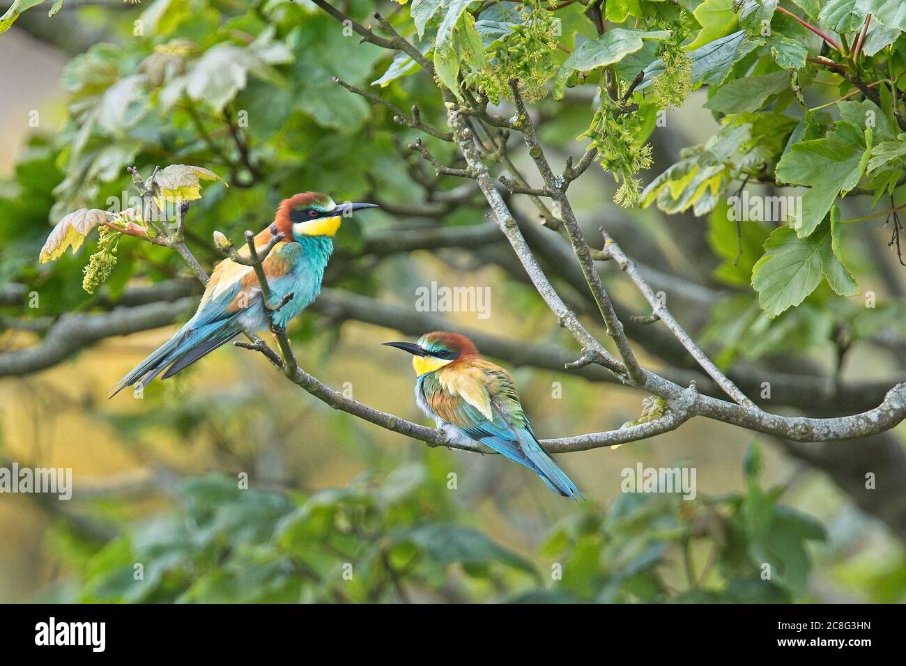 Two European Bee-eaters (Merops apiaster) in a Sycamore tree, Pendeen ...