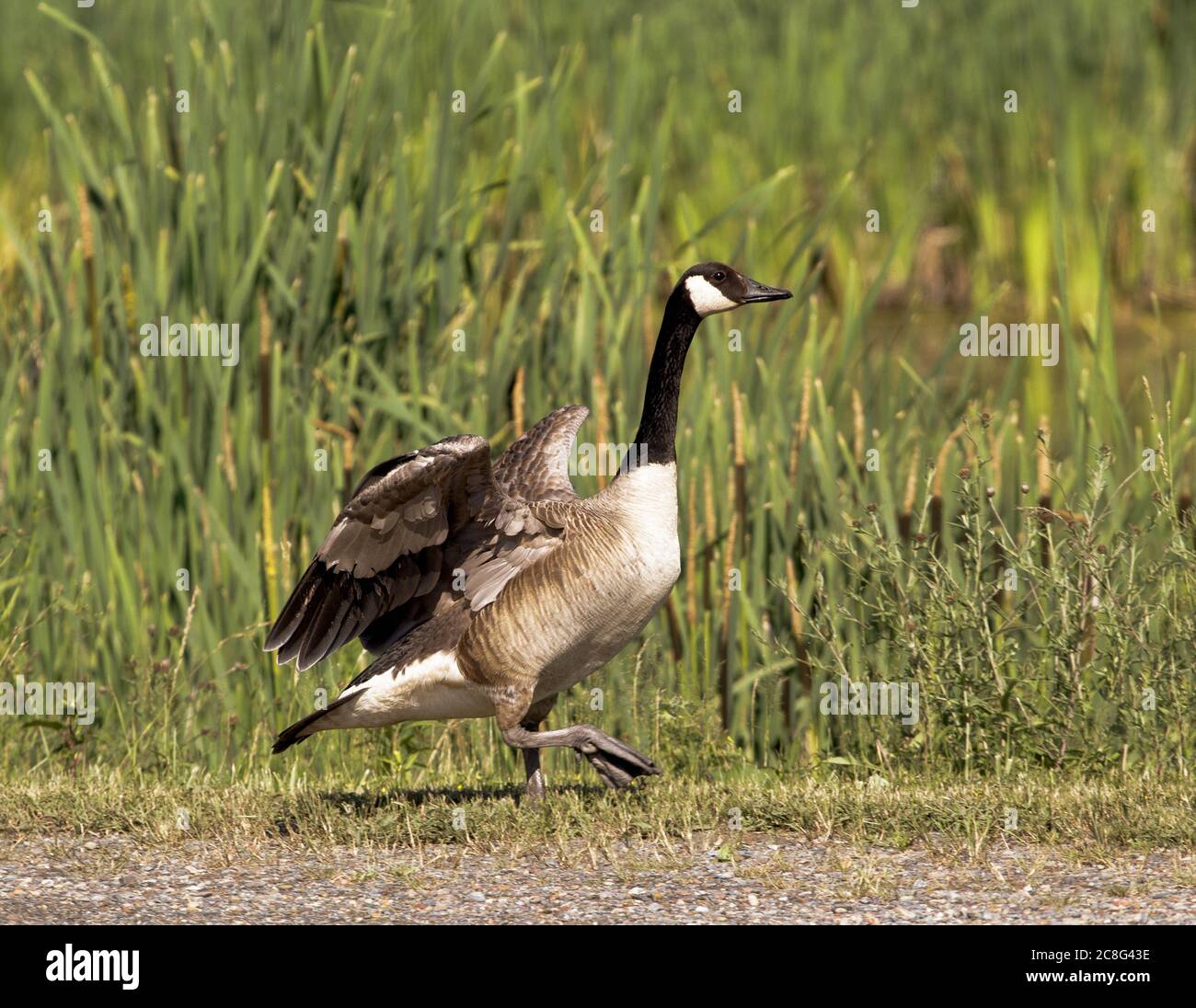 Aggressive canada goose hi-res stock photography and images - Alamy