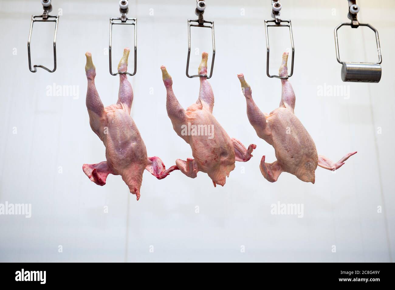Plucked chickens without heads, hang in a UK chicken factory, on their ...