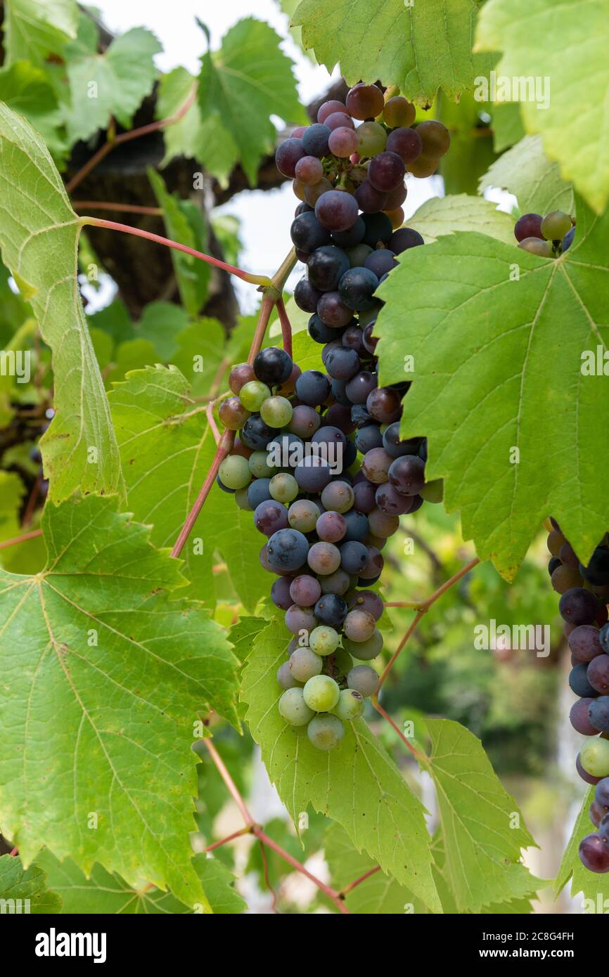 Colored grapes in the strain Stock Photo - Alamy