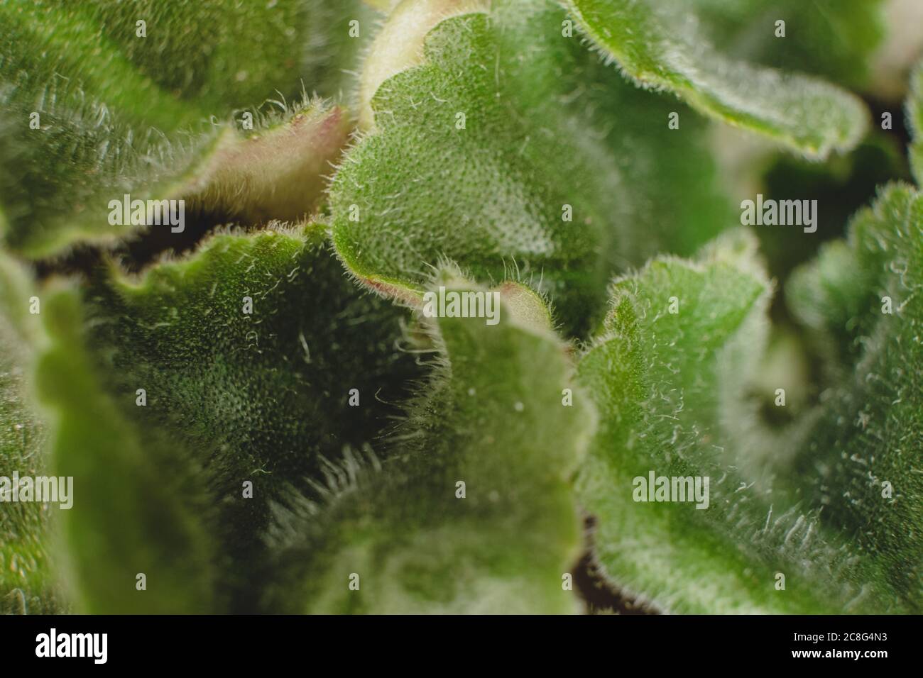 Fluffy green leaves of potted plant macro, edges of leaves Stock Photo ...