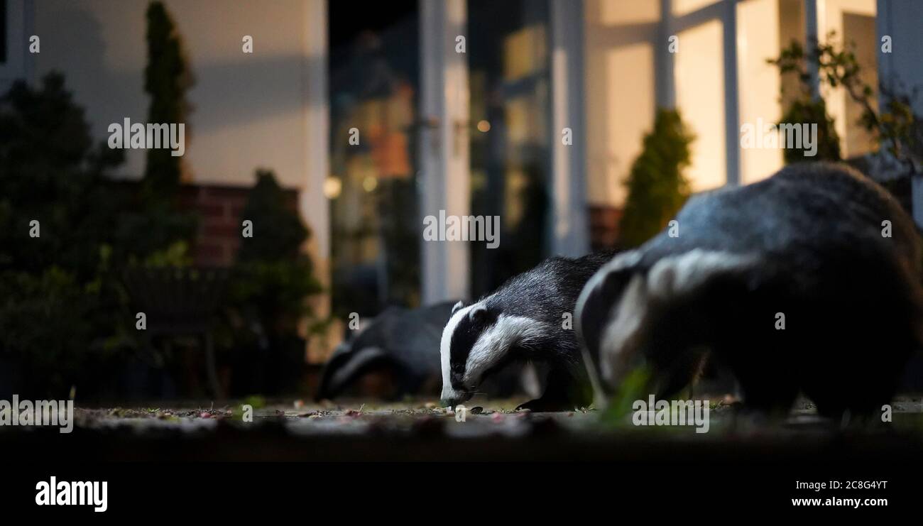 Close up of wild, UK urban badgers (Meles meles) feeding together on ...