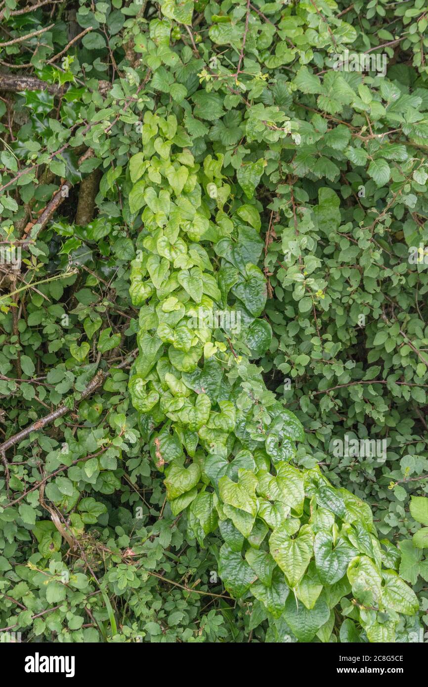 Climbing plants tendrils hi-res stock photography and images - Alamy