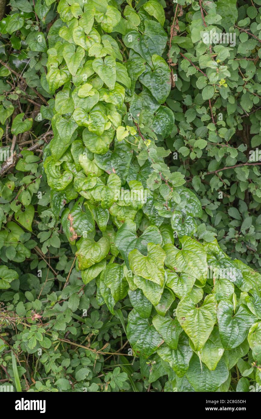 Black bryony tendrils hedgerow hi-res stock photography and images - Alamy