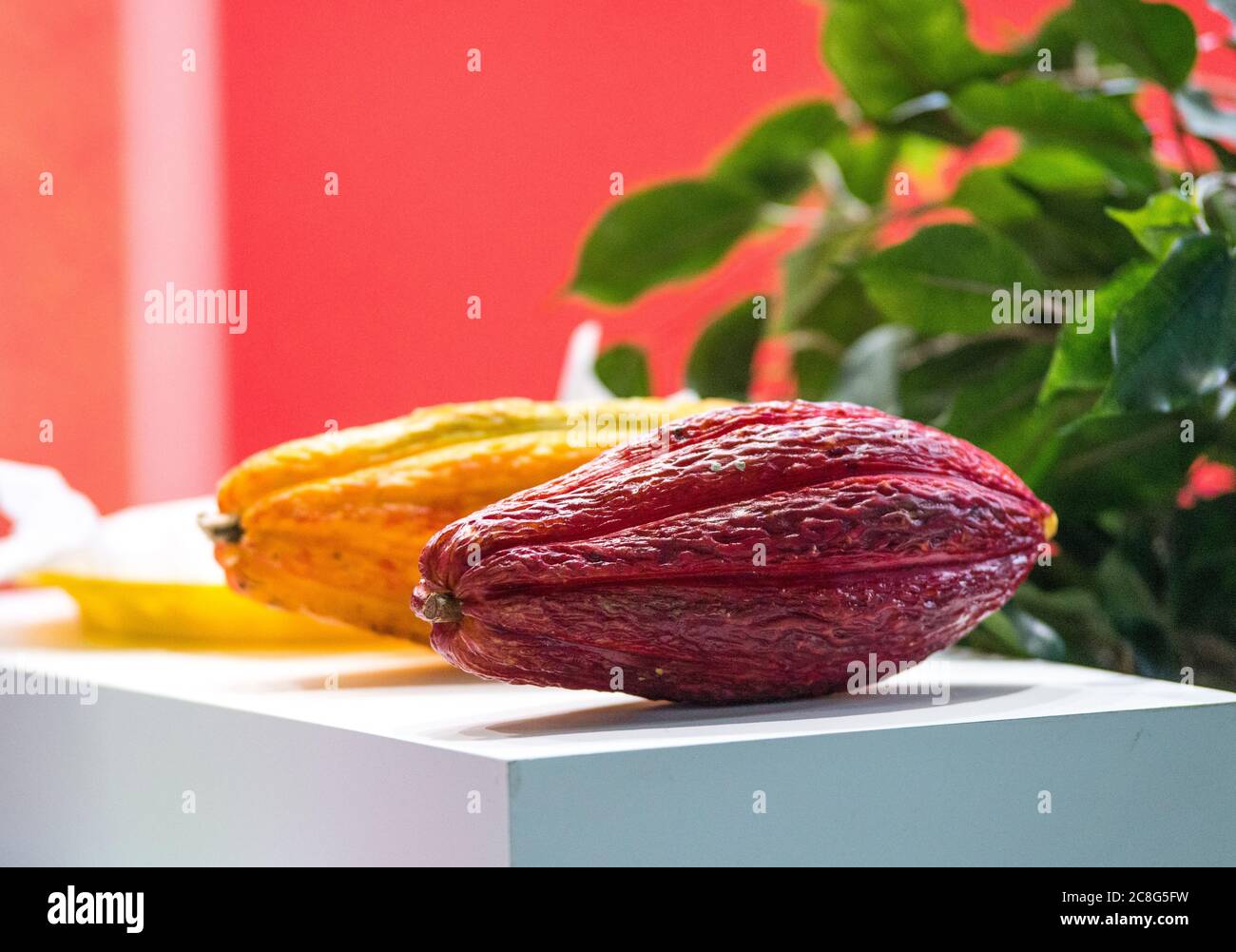Fruits of the coca plant hi-res stock photography and images - Alamy