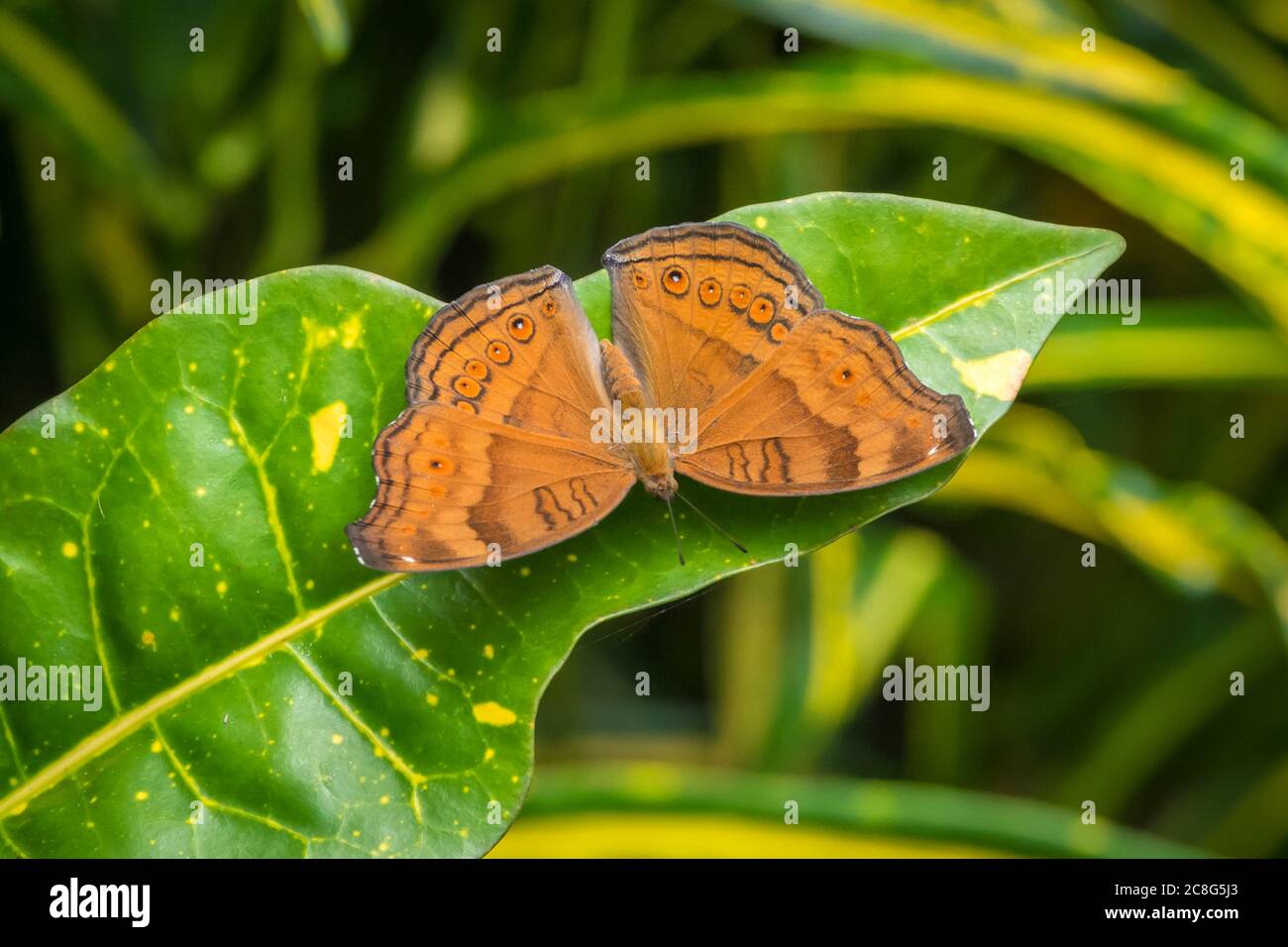 Wonderful butterfly on the Philippines Stock Photo - Alamy