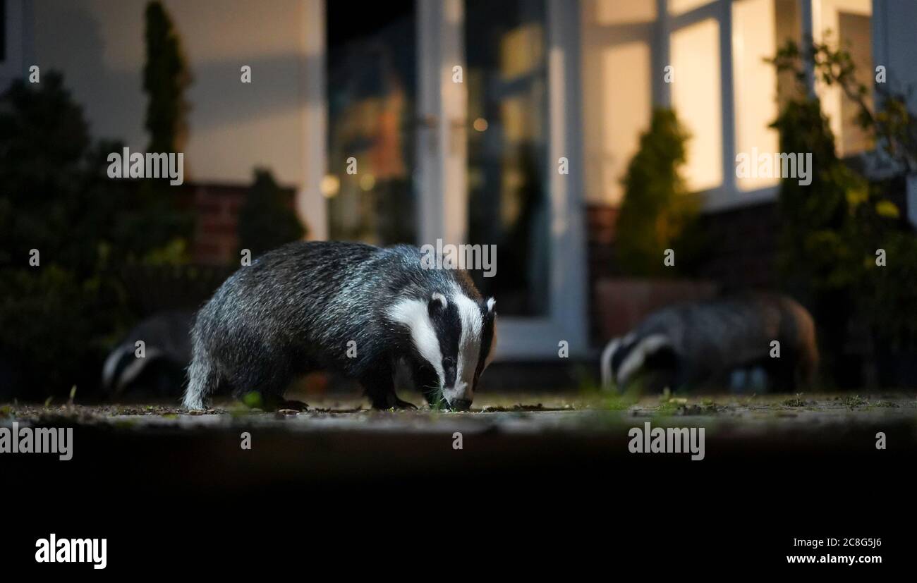 Close up of wild, UK urban badgers (Meles meles) feeding on the patio ...
