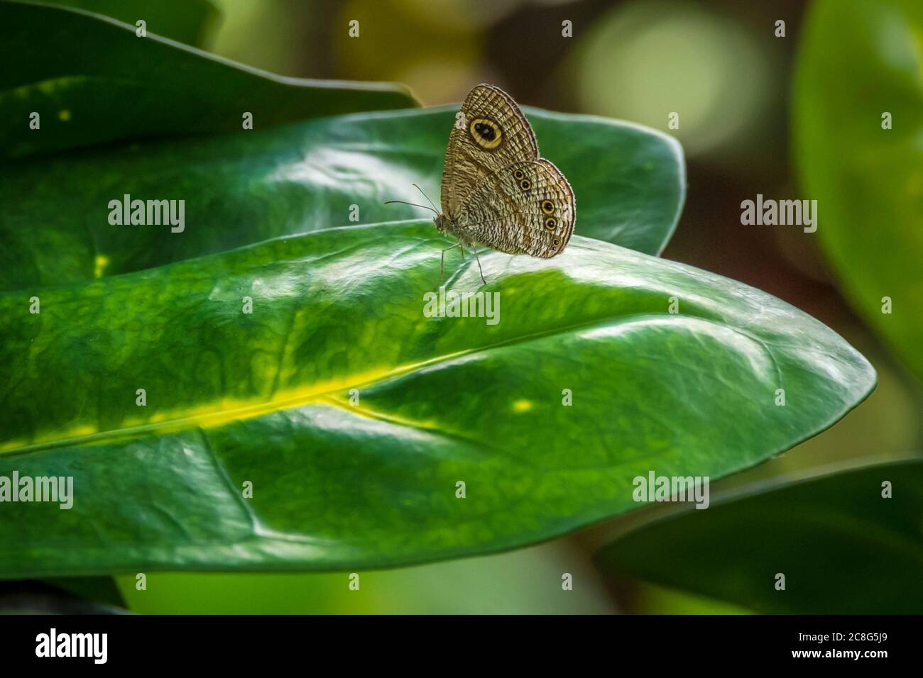 Philippines butterfly hi-res stock photography and images - Alamy