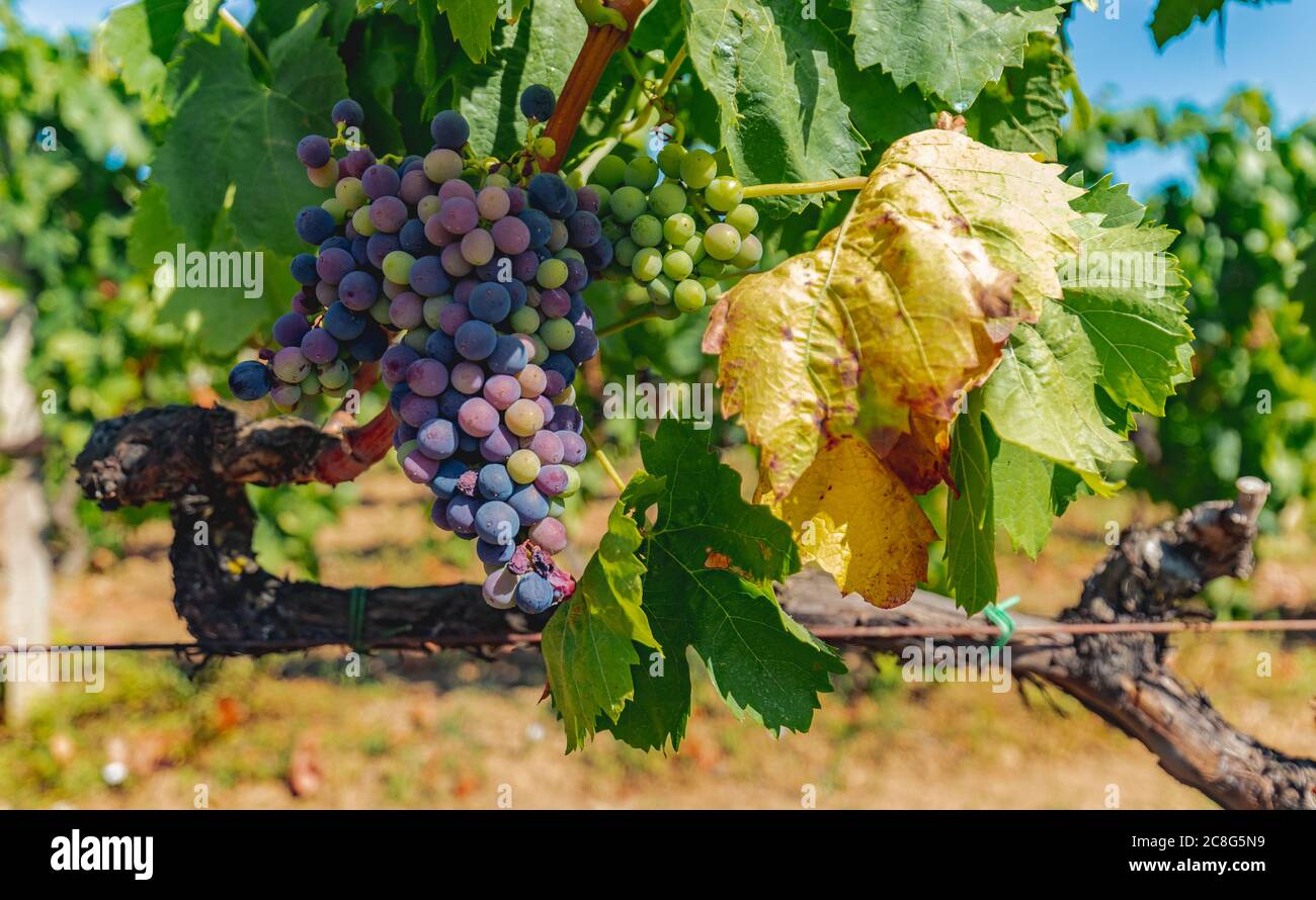 Carignano branch hi-res stock photography and images - Alamy