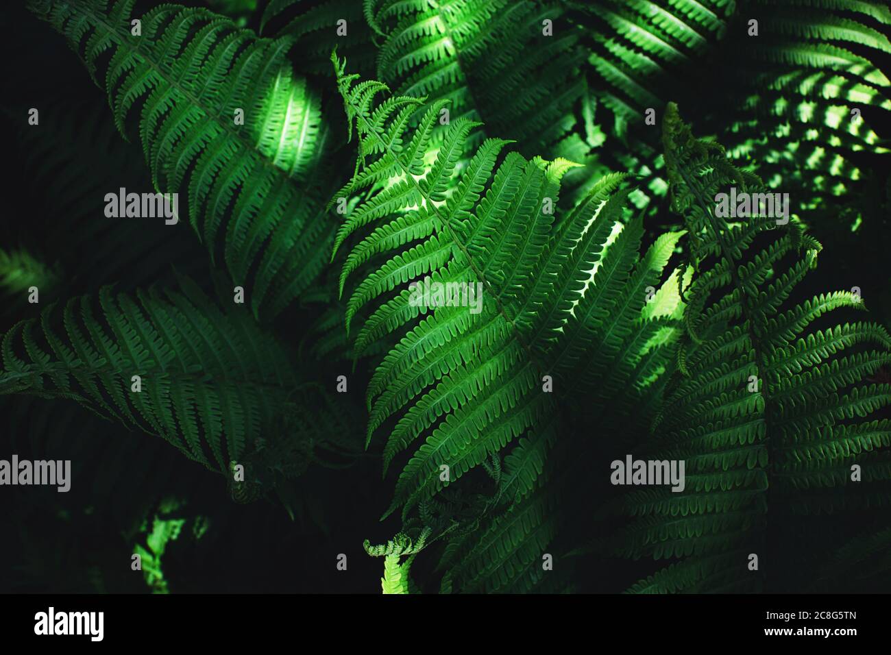 Moody background hi-res stock photography and images - Alamy