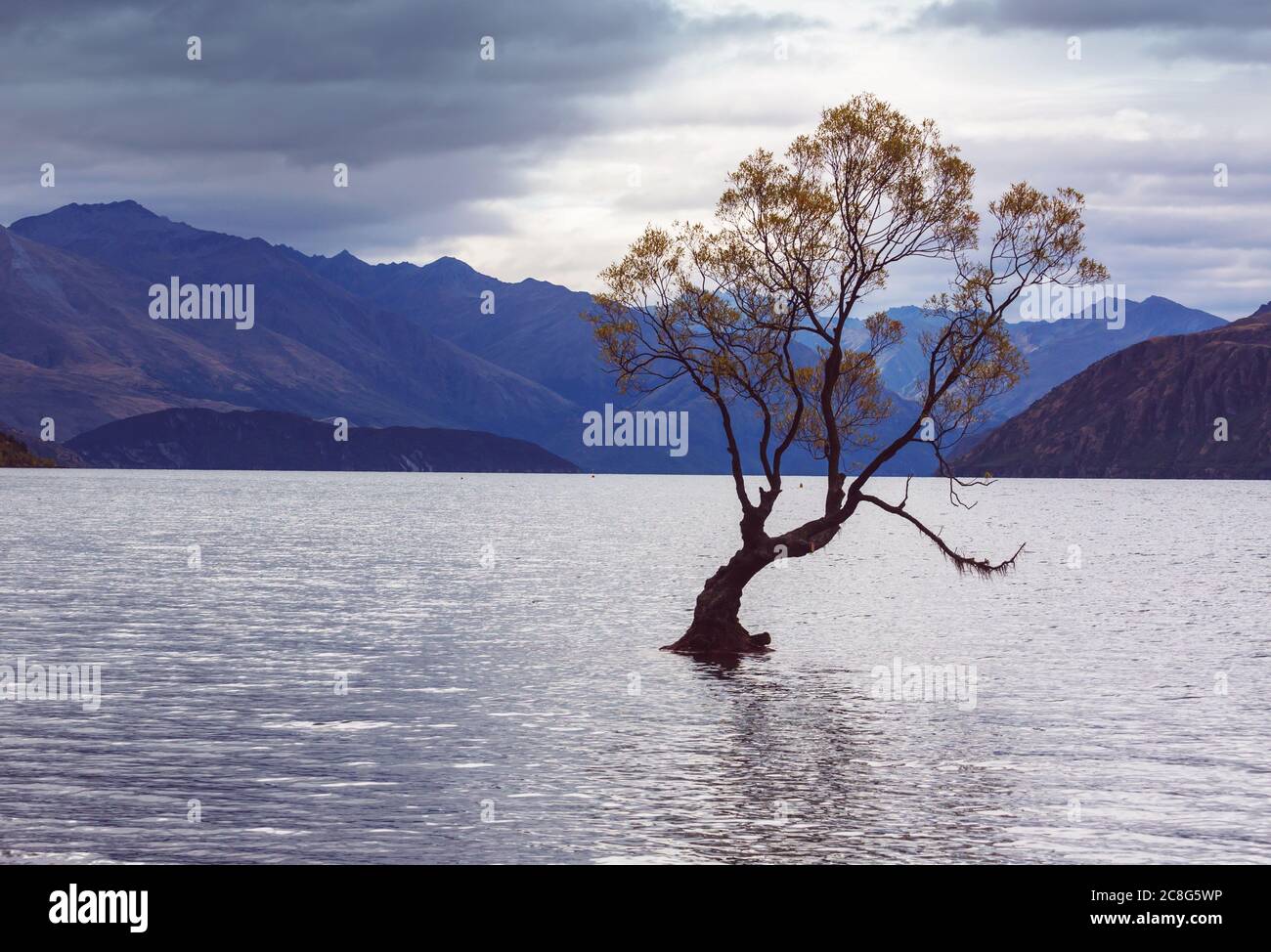 Famous Wanaka tree inside the Lake Wanaka, New Zealand Stock Photo - Alamy