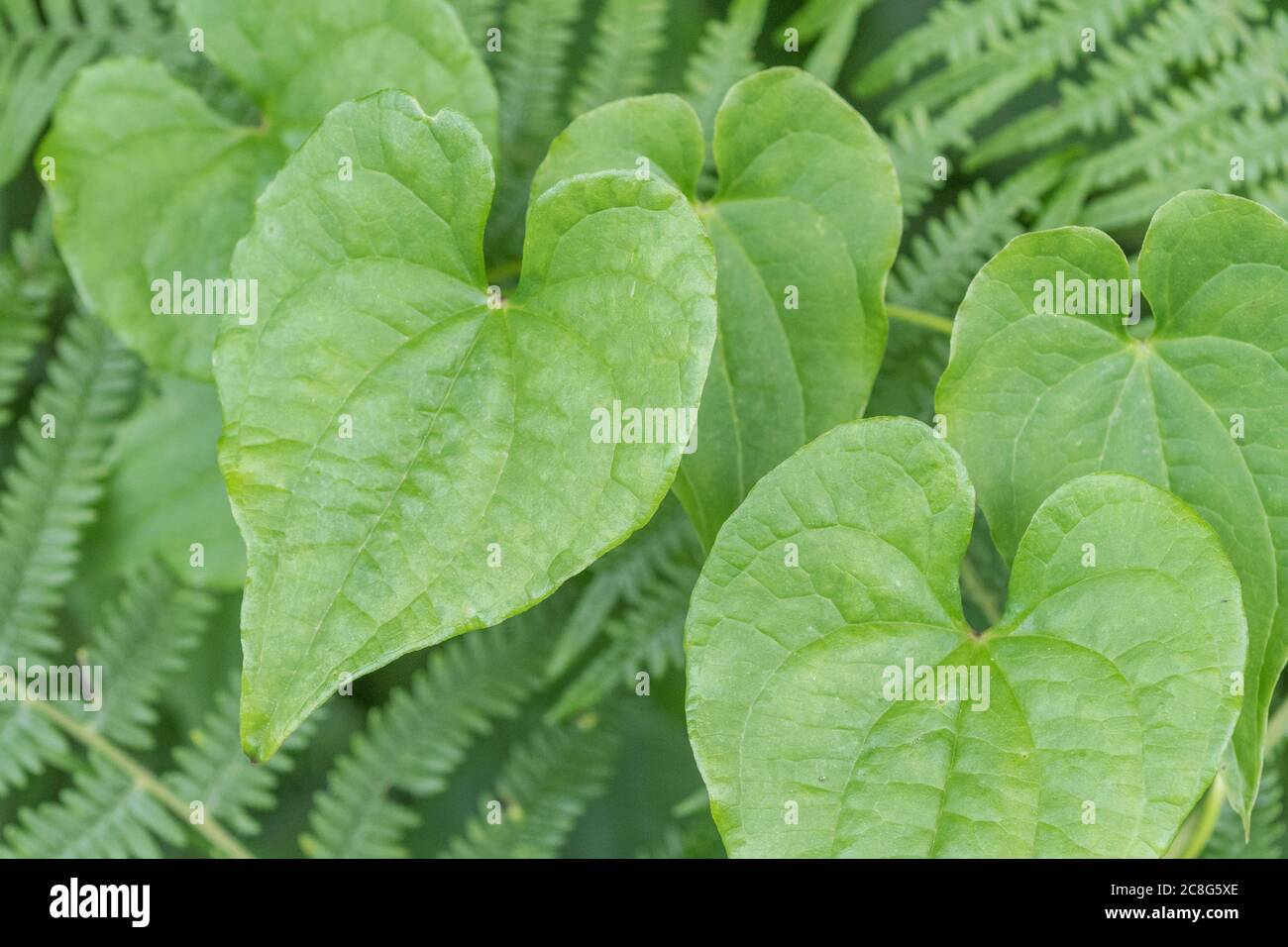 Black bryony hedgerow hi-res stock photography and images - Alamy