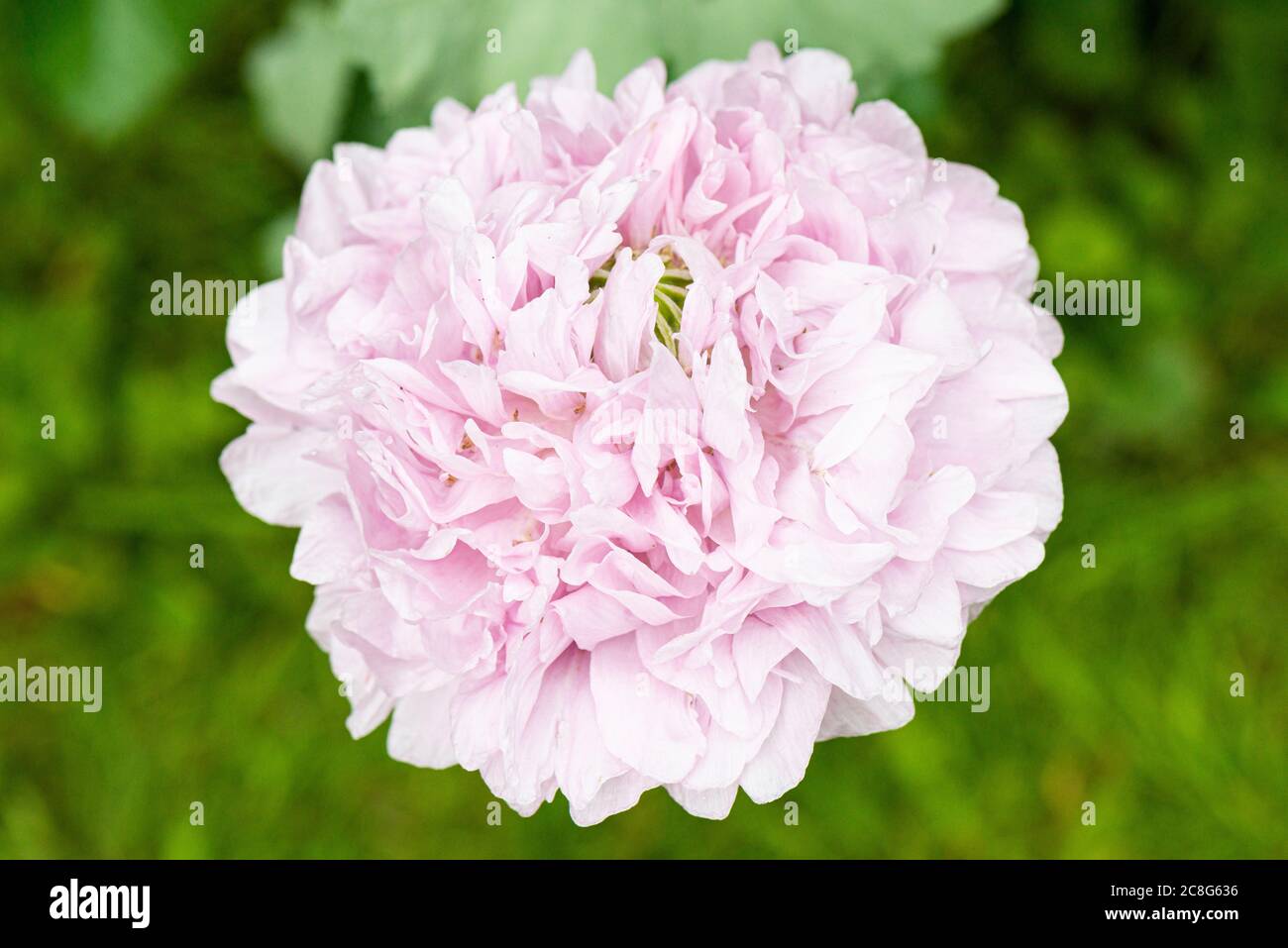 The flower of a Poppy 'Tallulah Belle Blush' Stock Photo - Alamy