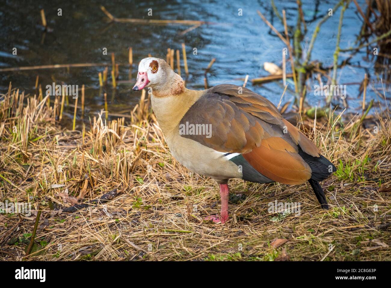Brown duck at a pond in Germany Stock Photo - Alamy