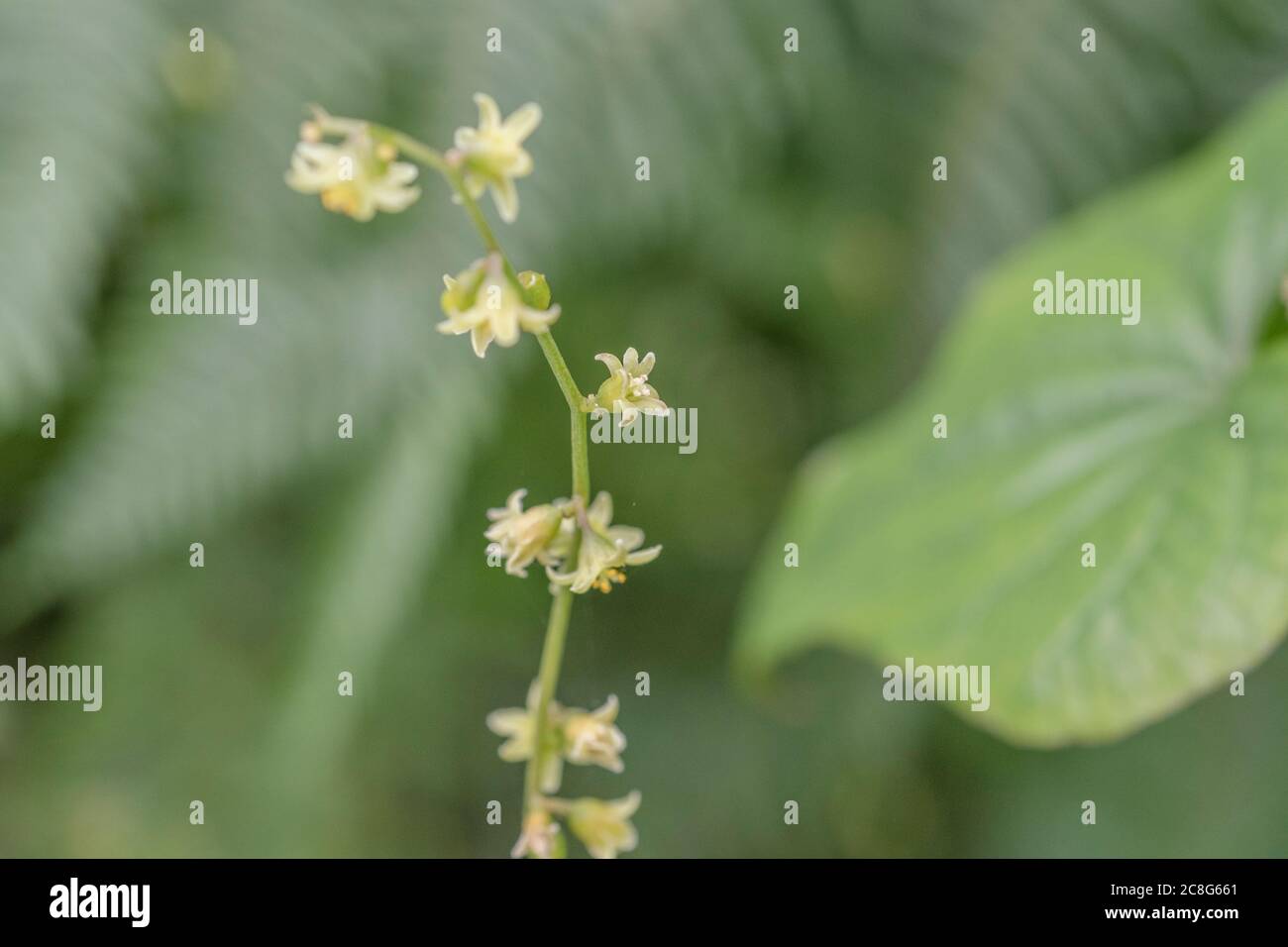 Black Bryony Uk High Resolution Stock Photography and Images - Alamy