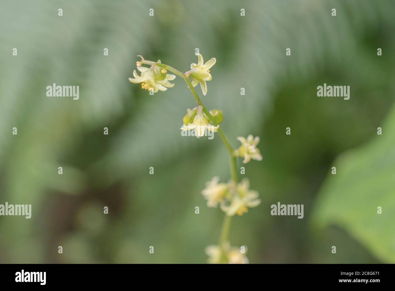 Black bryony flower close shot hi-res stock photography and images - Alamy